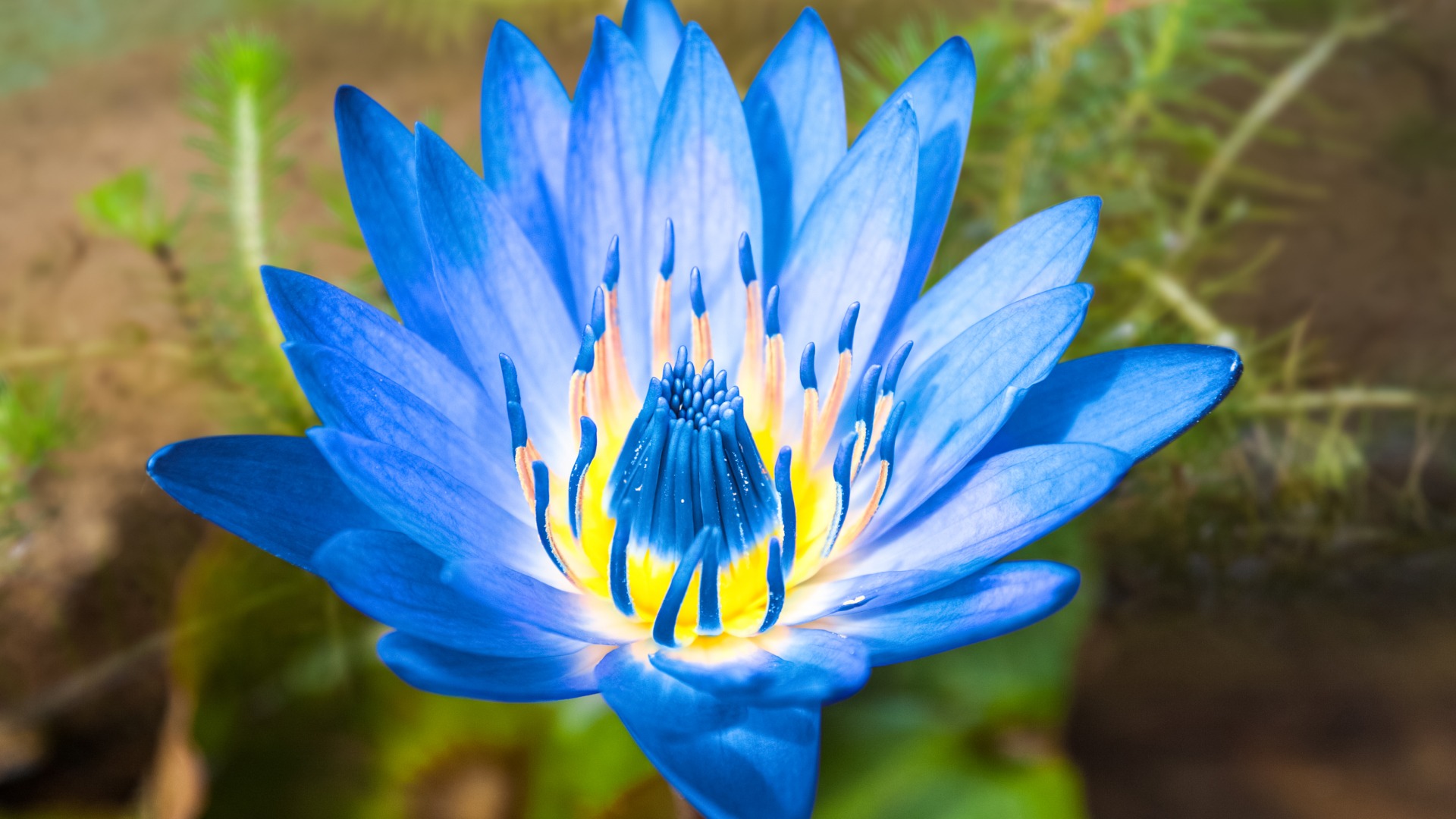 How to Take Blue Lotus Flower? | ELYXR