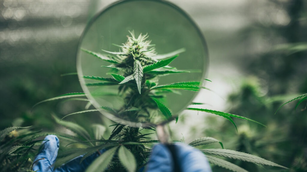 How Far-Fetched is the Truth: Sativa Has Energizing Properties?